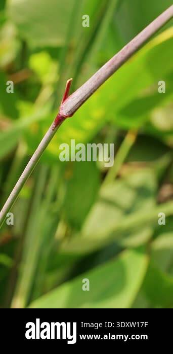 Vertical video. Carpenter Bee Flying Near Green Plant Stem in Meadow ...