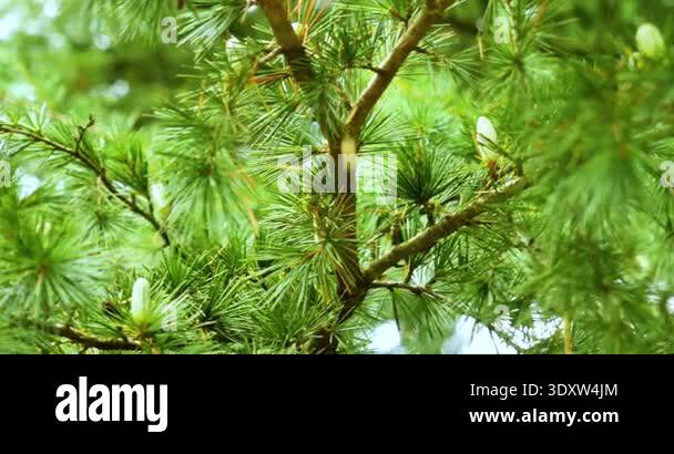 Green pine tree branches are shown with new growth and young pine cones ...