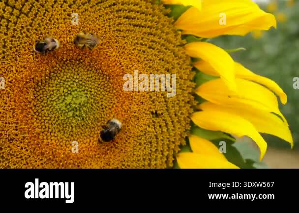 Three bees are busy working on a large sunflower in a garden. It is ...