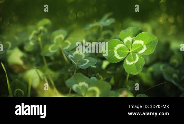 Good luck four leaf clover from meadow of clovers. A rare and unique ...