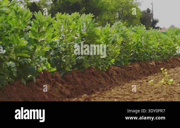 Green fava bean plants growing in cultivated soil under bright daylight ...