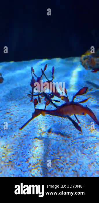 Group of weedy seadragons swimming over sandy aquarium floor. Multiple ...