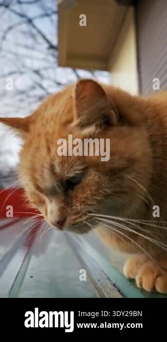 Ginger cat with a scruffy face and green eyes looks around while ...