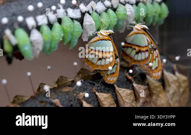 showing multiple butterfly chrysalises with butterflies emerging ...