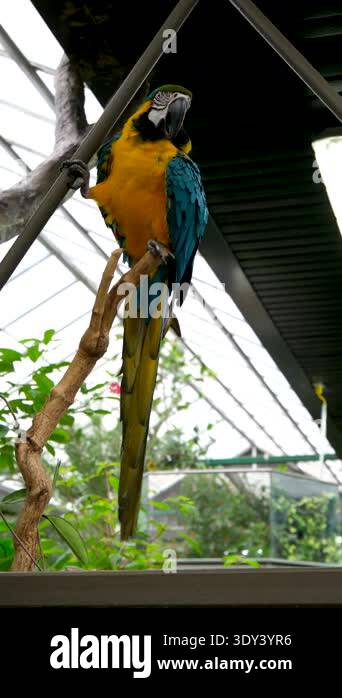 closeup of a colorful macaw parrot face in the forest. beautiful macaw ...