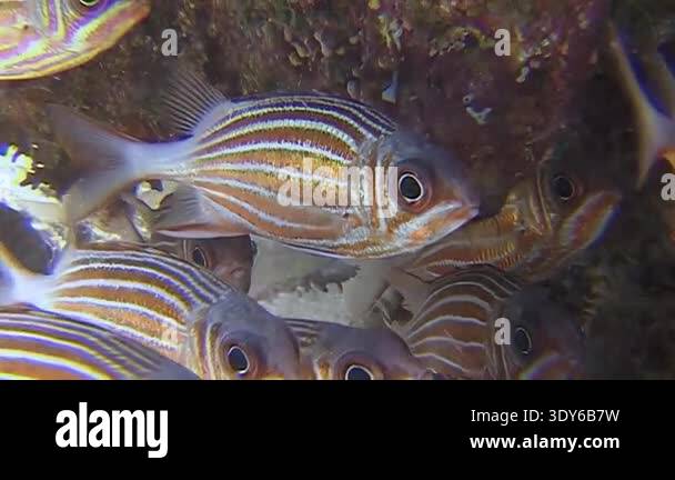 A gathering of stripey fish congregates close together in the Red Sea ...