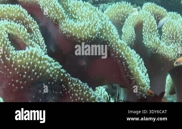 In the Maldives, clownfish find refuge among the tentacles of a ...