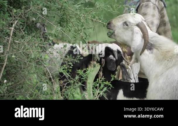 The goat herder Stock Videos & Footage - HD and 4K Video Clips - Alamy