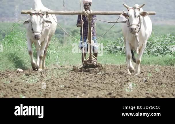 Uniqueness of Traditional Indian Farming - Buffalo-Plowing Stock Video ...