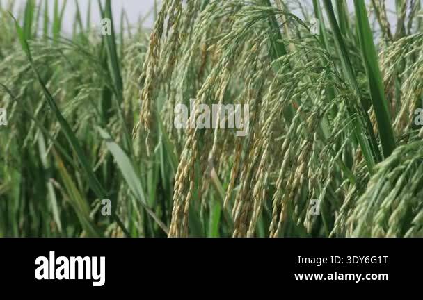 Vibrant Rice Plants A Closeup Look at Natures Bounty Stock Video ...