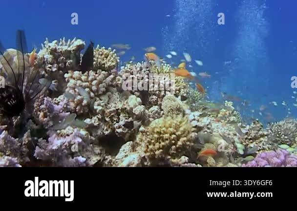 Observe lively underwater ecosystem showcasing stunning coral reef ...