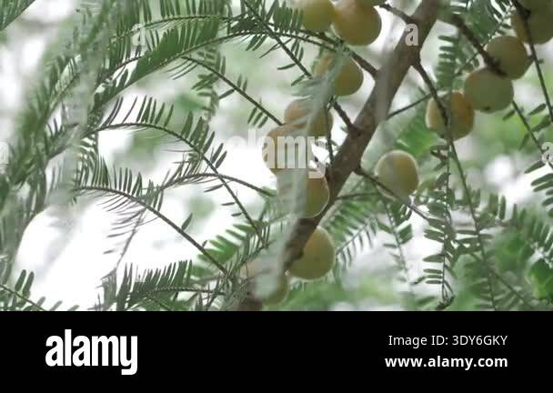 Serene Amala Tree A Glimpse into Natures Lush Marvel Stock Video ...