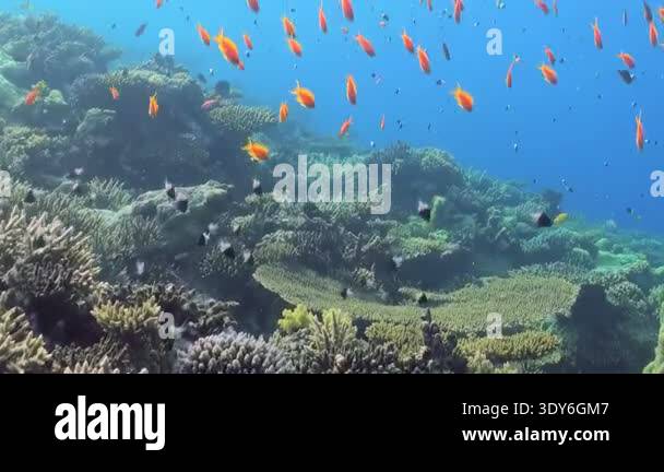 Countless bright orange fish gracefully navigate a diverse and thriving ...