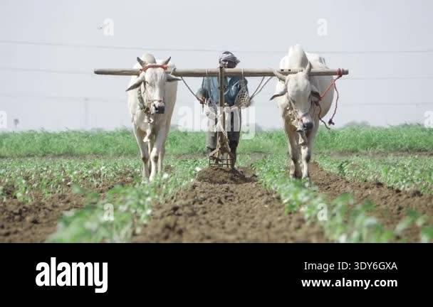 Traditional Farming - Efficient Buffalo Plowing Stock Video Footage - Alamy