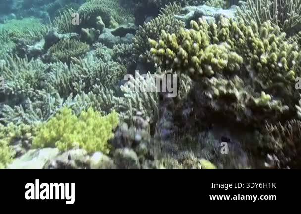 A dazzling panorama of an expansive coral reef flourishes beneath the ...
