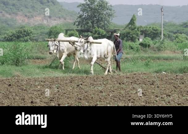 Buffalo Plowing in a Vibrant Field - A Day in the Life of a Farmer ...