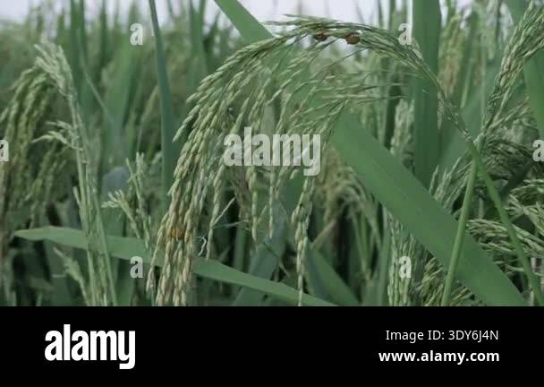 Vibrant Rice Paddies Thriving in the Wild Stock Video Footage - Alamy