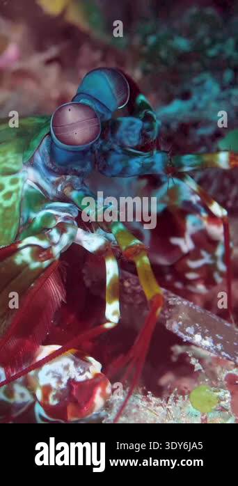 A beautiful Peacock Mantis Shrimp, also known as Odontodactylus ...
