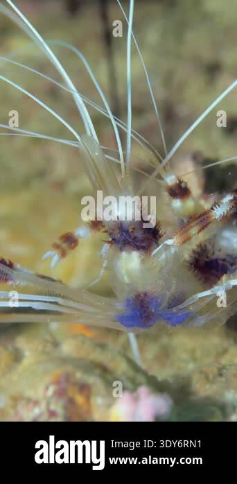 Delve into the underwater realms of the Philippines and discover a ...