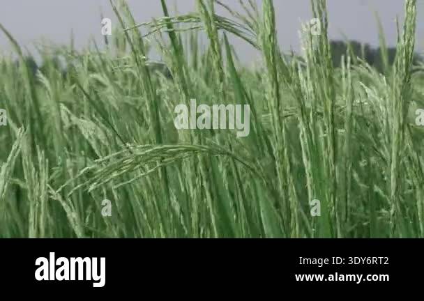 Whispers in the Wild A Journey Through the Rustling Rice Grass Stock ...
