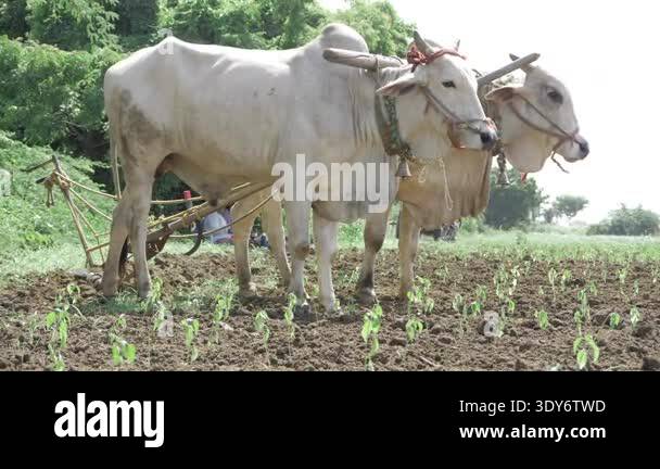Indian Buffalo Plowing - Traditional Agriculture in Action Stock Video ...
