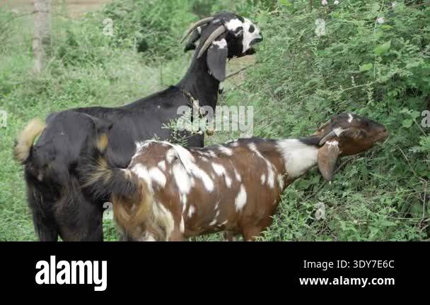 Vibrant Goat Duo in the Wild Stock Video Footage - Alamy
