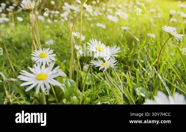 Macro of blooming daisies in green grass, sunny spring nature ...