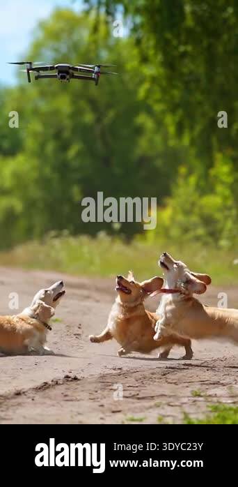 Dogs playing with drone. Dogs jumping trying to catch flying drone ...