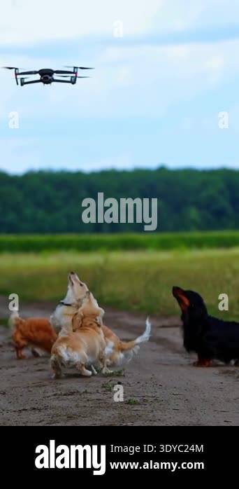Dogs jumping to flying drone. Dog playfully jumping up to the drone ...