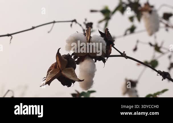 Fluffy white cotton pods ready for harvesting, still attached to ...