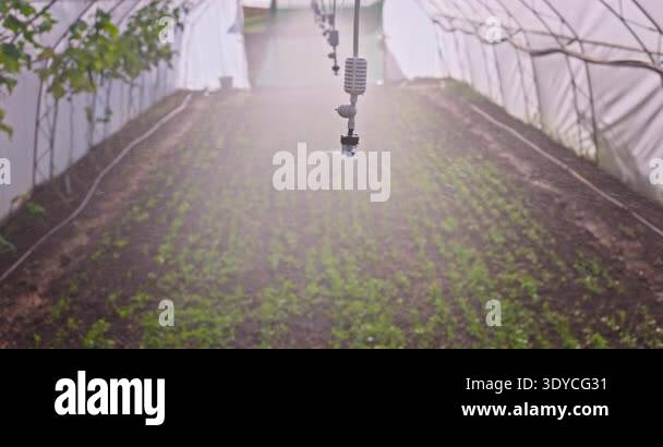 Sprinkler System Overhead Watering Seedlings in Greenhouse for Healthy ...