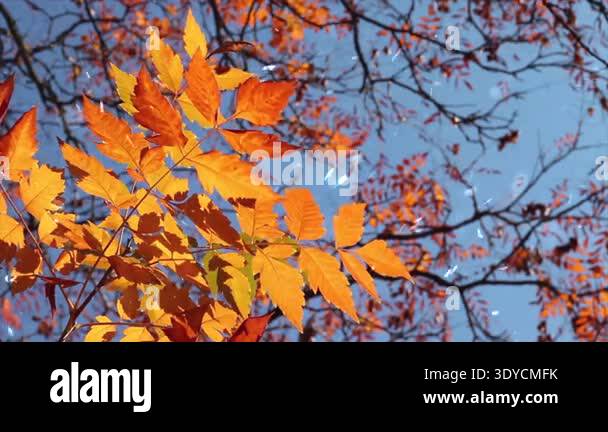 beautiful autumn leaves, fall season flora Stock Video Footage - Alamy
