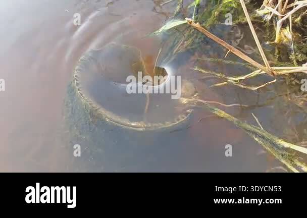 Closeup of whirlpool or water vortex at the paddy field land Stock ...