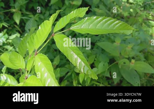 Closeup of pokok memali. Also known walnut species (Juglans genus) or a ...