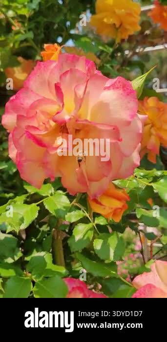 Bee and rose pollination interaction. 4K vertical macro nature ...