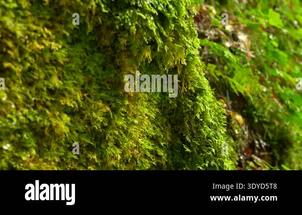 Soft textured green moss background perfect for eco design, nature ...