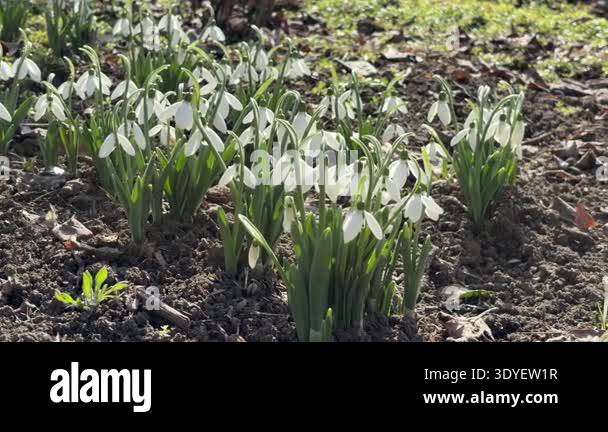 Dense snowdrop cluster in sunlit soil, bright white bells nodding among ...