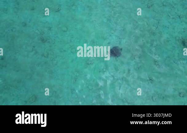 Sea turtle swimming gracefully over a shallow coral reef in clear ...