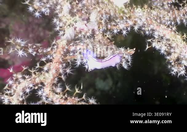 Observe a nudibranch, an invertebrate also known as a sea slug, move ...