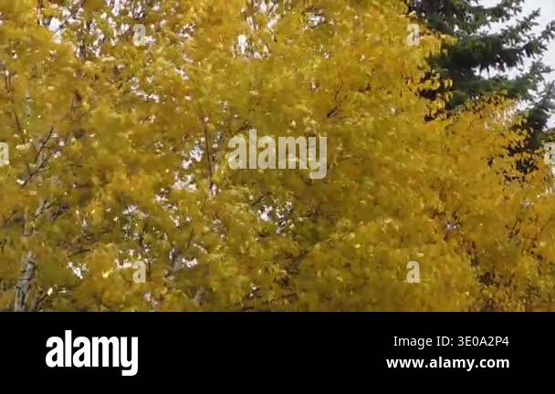 autumn colors in the forest Stock Video Footage - Alamy
