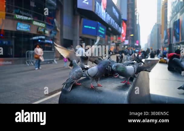 New York, USA, 8 February 2026: Pigeons gathering on street furniture ...