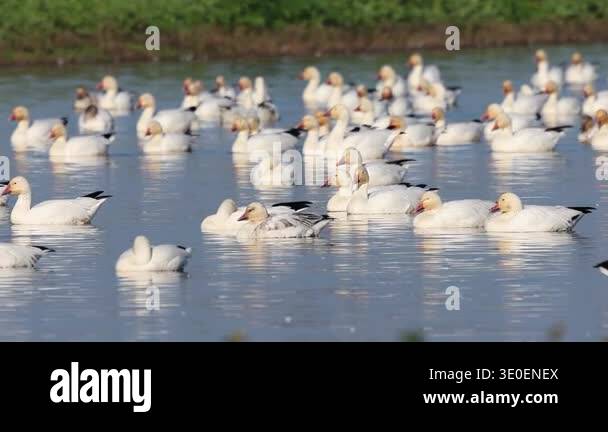 Snow geese in dense Stock Videos & Footage - HD and 4K Video Clips - Alamy