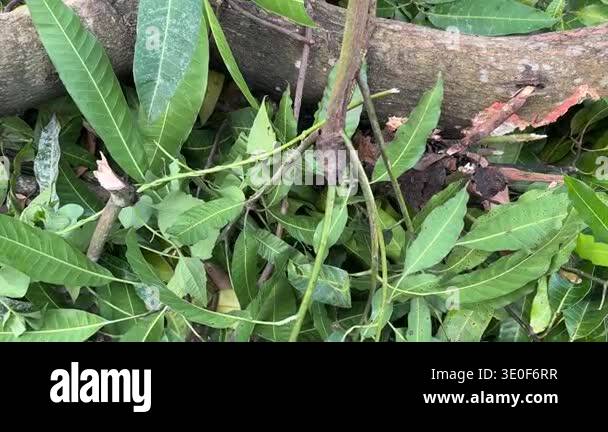 Close-up of green mango foliage and wooden branches recently pruned or ...