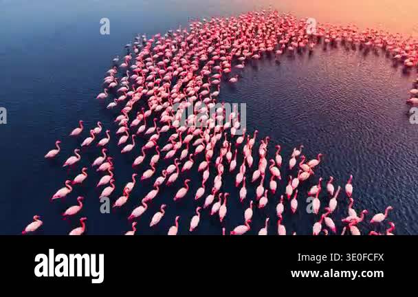 Aerial view of flamingos moving in a curved line through dark water ...