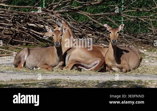 The nilgai or blue cow. Boselaphus tragocamelus is the largest Asian ...