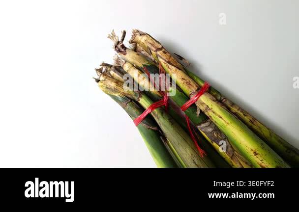 Fresh bundle of pacaya Chamaedorea tepejilote tied together isolated on ...