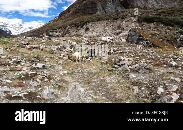 Kothe - Thangnag, Nepal - October 6, 2025: Goats grazing in the middle ...
