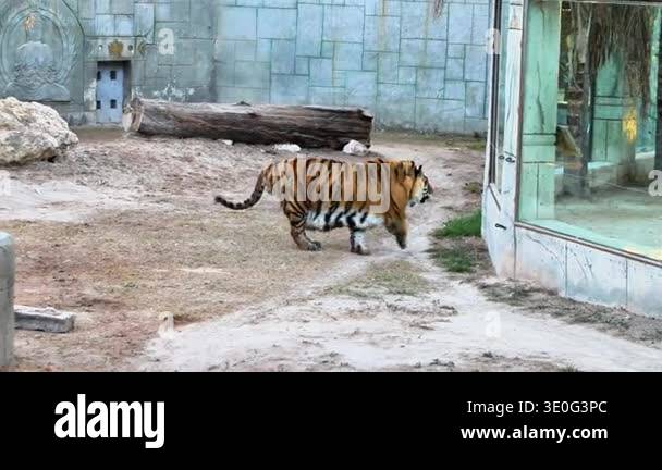 Tiger walking through a zoo enclosure, progressing past a log and stone ...