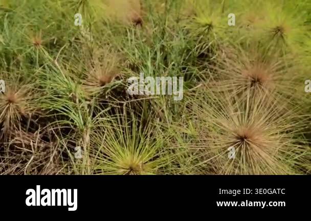 Close up view of a cluster of spinifex grass with radiating golden ...