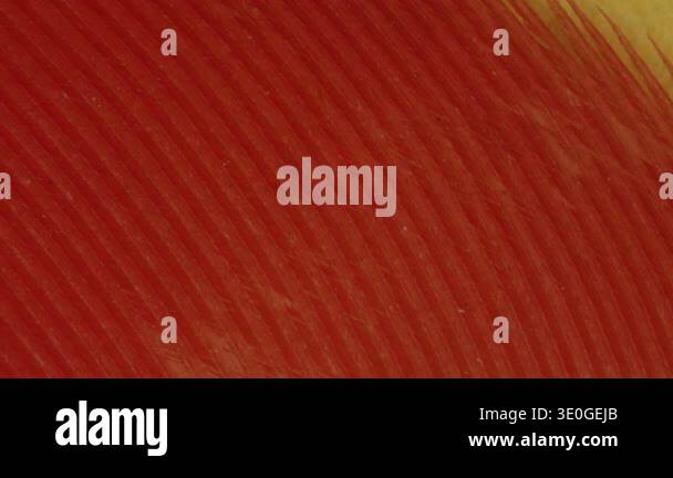 orange bird feather at high magnification with water drops Stock Video ...